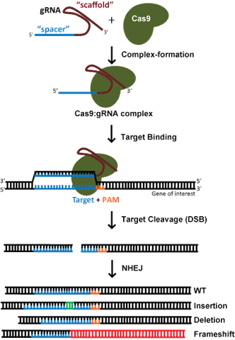 CRISPR 101: Which Cas9 Do I Choose for My CRISPR Experiment?