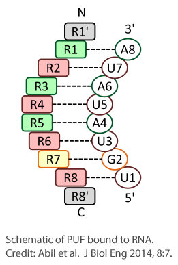 Designer PUF Proteins for Any RNA Target