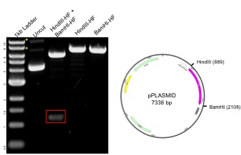 Plasmids 101: How to Verify Your Plasmid Using a Restriction Digest Analysis