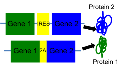 Plasmids 101: Multicistronic Vectors
