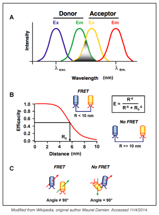 Tips for Using FRET in Your Experiments