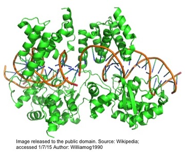 Plasmids 101: Cre-lox