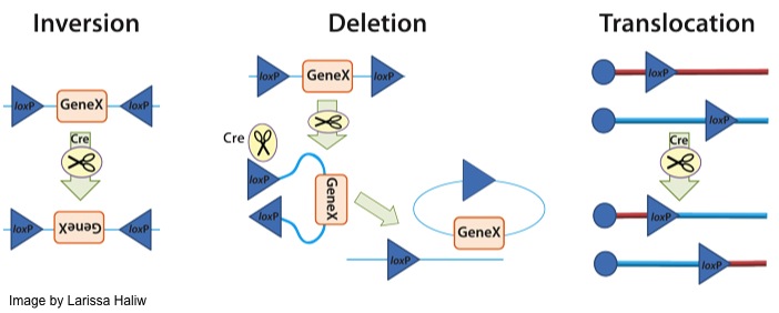 Plasmids 101: Cre-lox
