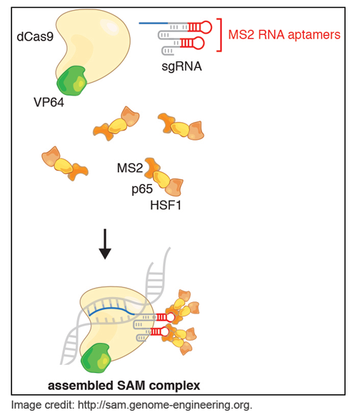 Pooled CRISPR Libraries Offer Genome-Wide Control for Large-Scale ...