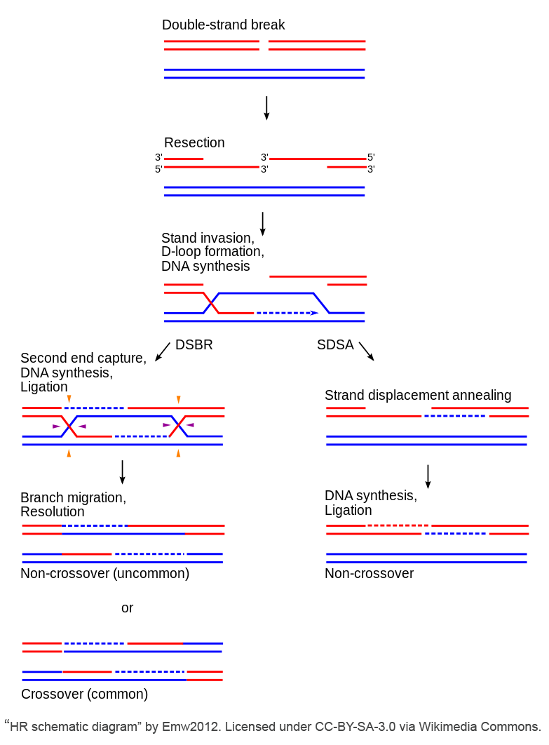 CRISPR 101: Homology Directed Repair