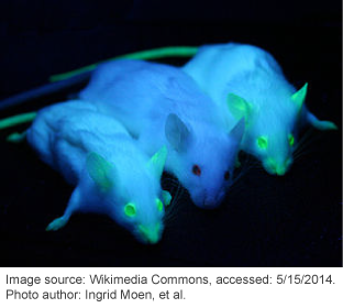 Fluorescent Proteins 101: Green Fluorescent Protein (GFP)