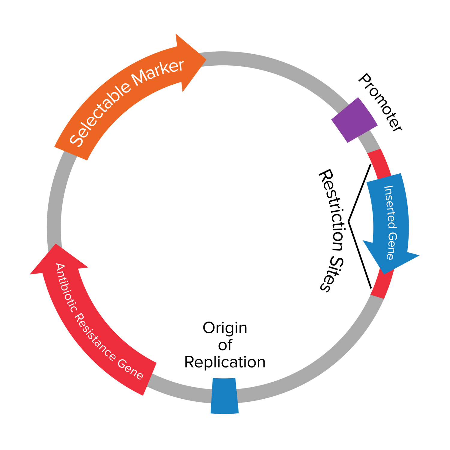 Plasmids 101: What is a plasmid?