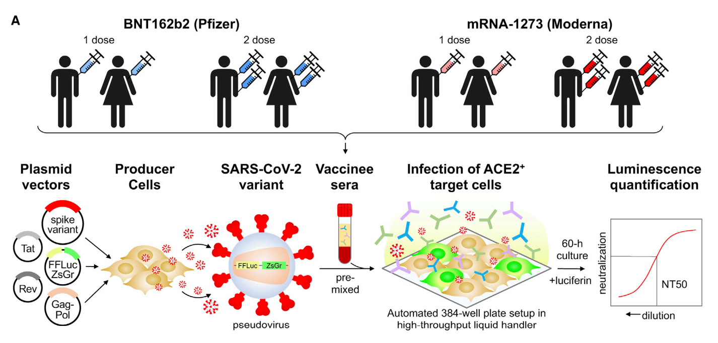 Antibody Neutralization Response Against Pseudoviruses Expressing SARS ...