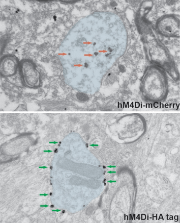 Tagging Optogenetics and Chemogenetics Receptors: Fluorescent Proteins ...
