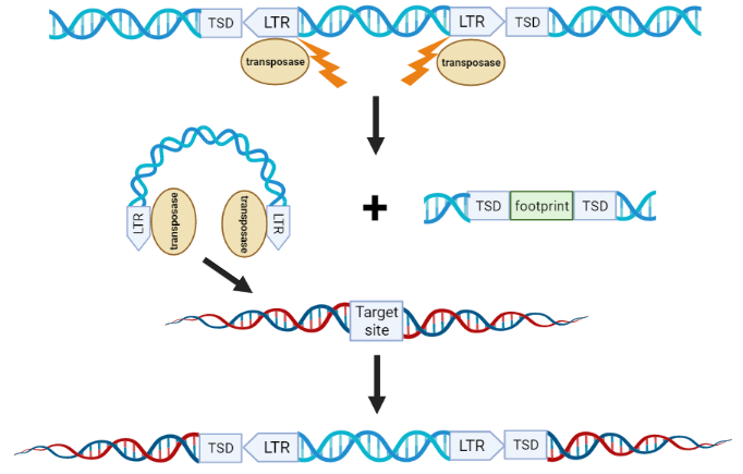 Plasmids 101: Using Transposons in the Lab
