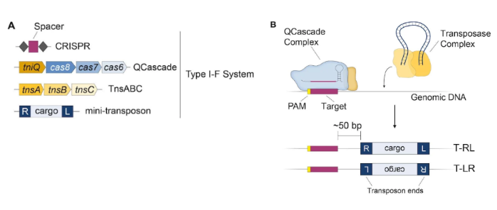 Plasmids 101: Using Transposons in the Lab
