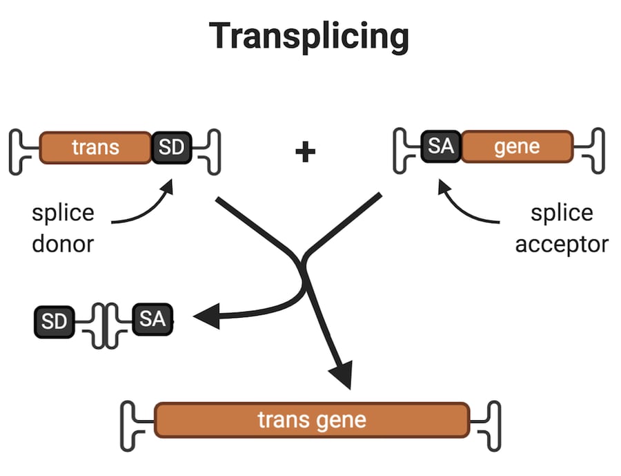 Four Ways to Package Transgenes That Exceed the Size Limit of Adeno ...