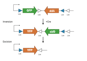 Viral Vectors 101: Parts of the AAV Transfer Plasmid