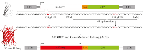 Four Base Editing Reporters to Monitor and Enrich Editing in Real-time