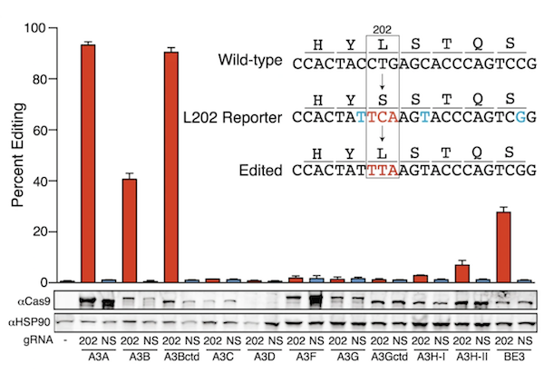 Four Base Editing Reporters to Monitor and Enrich Editing in Real-time