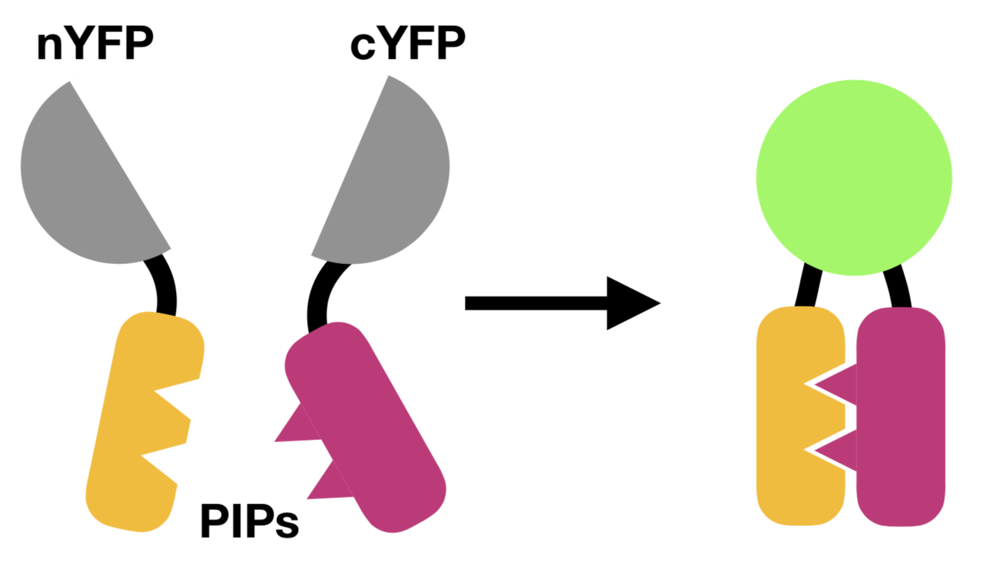 Don’t FRET: Bimolecular Fluorescence Complementation Makes Visualizing Protein-Protein ...