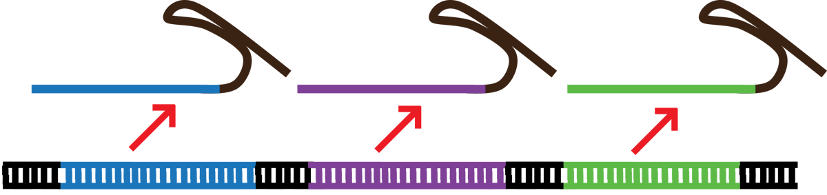 CRISPR 101: Multiplex Expression of gRNAs