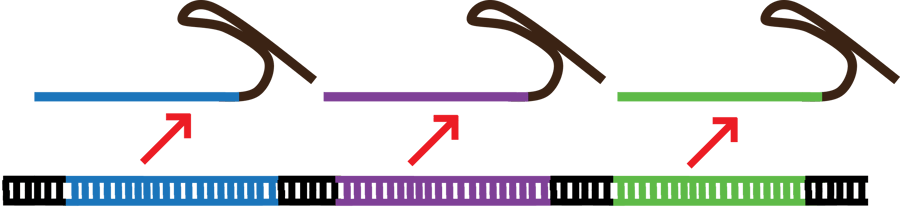CRISPR 101: Multiplex Expression of gRNAs