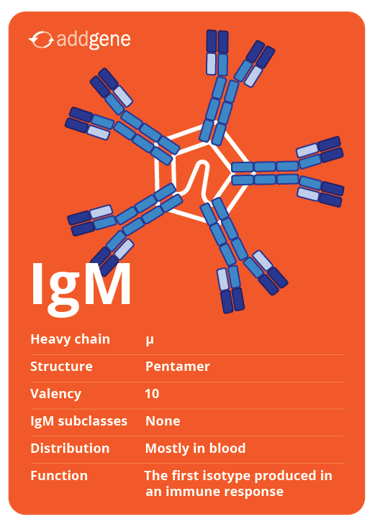 Antibodies 101: Isotypes
