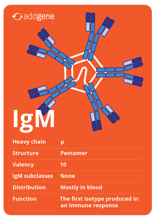 Antibodies 101: Isotypes