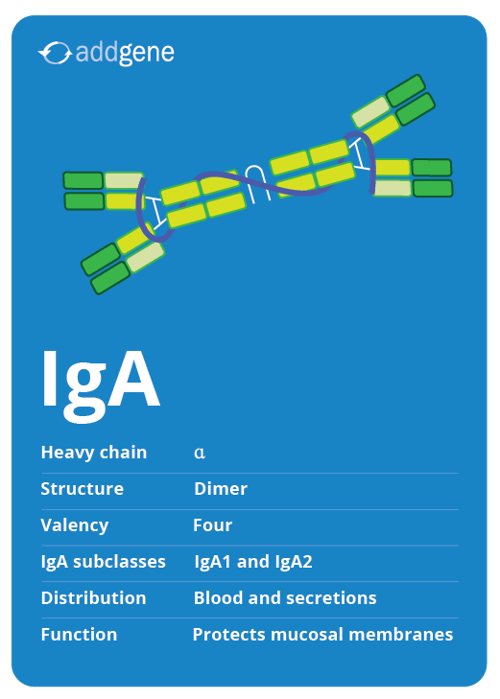 Antibodies 101: Isotypes