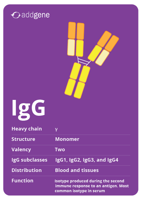 Antibodies 101: Isotypes