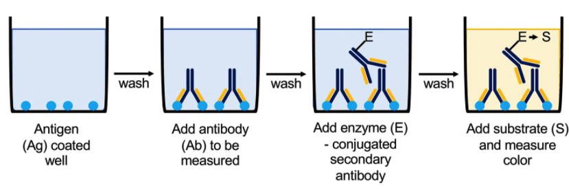 Antibodies 101: ELISA (Enzyme-linked Immunosorbent Assay)