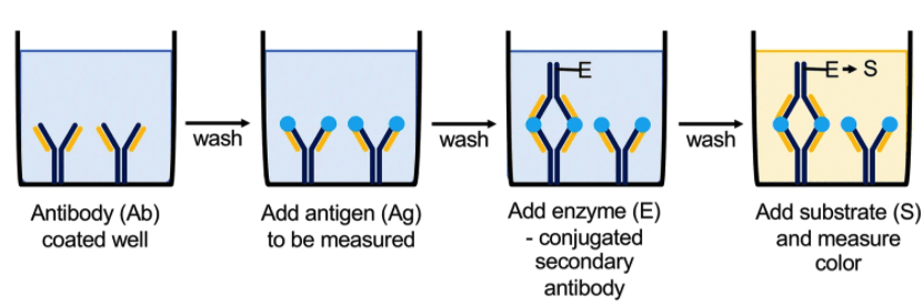 Antibodies 101: ELISA (Enzyme-linked Immunosorbent Assay)