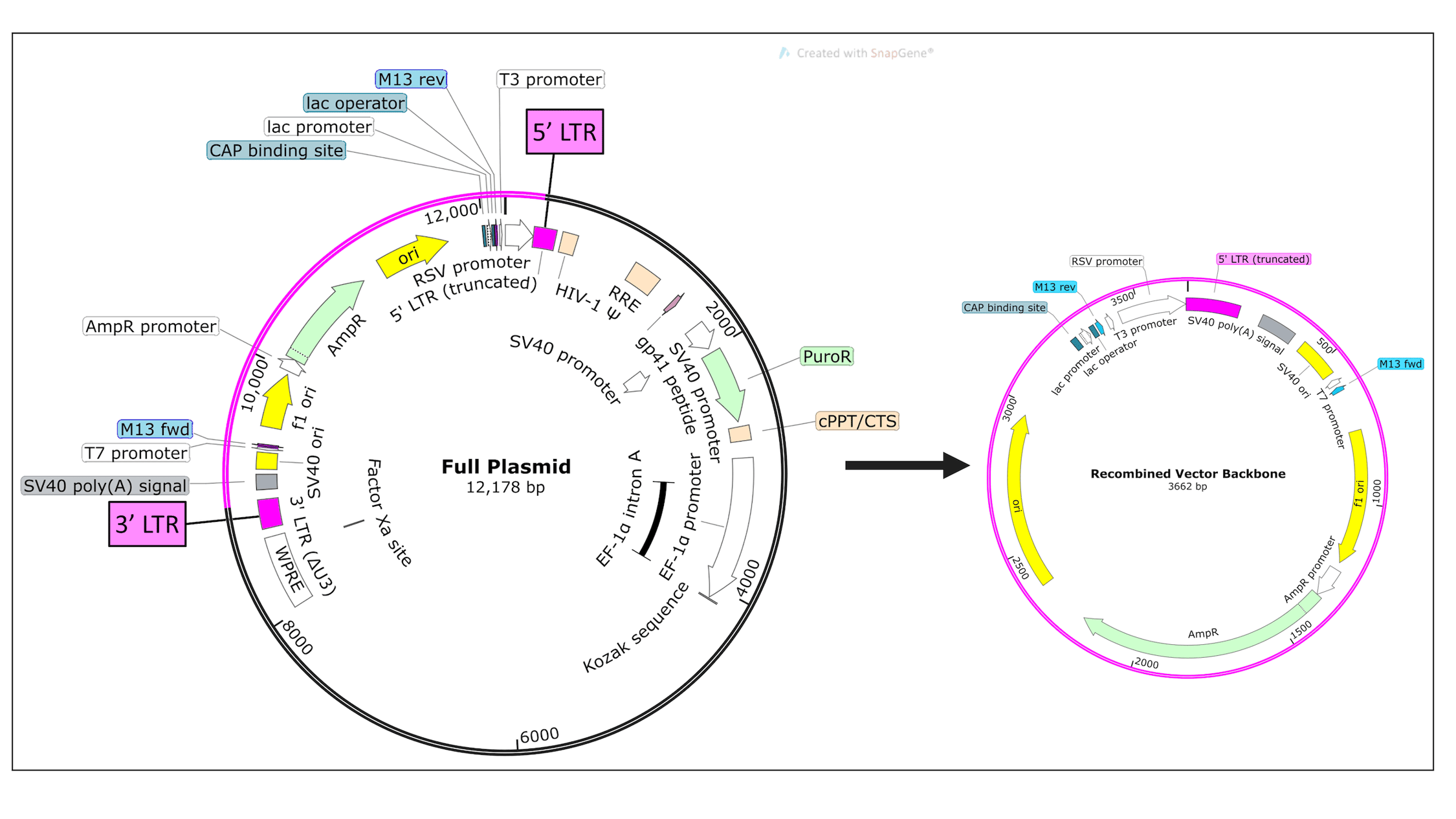 Three Tips for Preventing Viral Plasmid Recombination in Your Samples