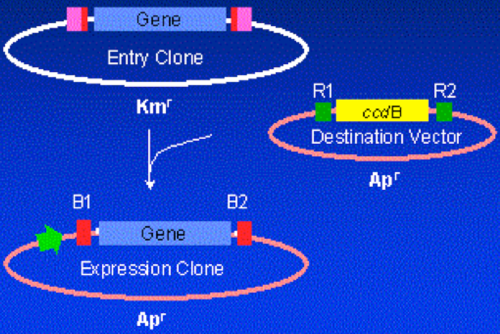 Plasmids 101: CcdB - The Toxic Key to Efficient Cloning
