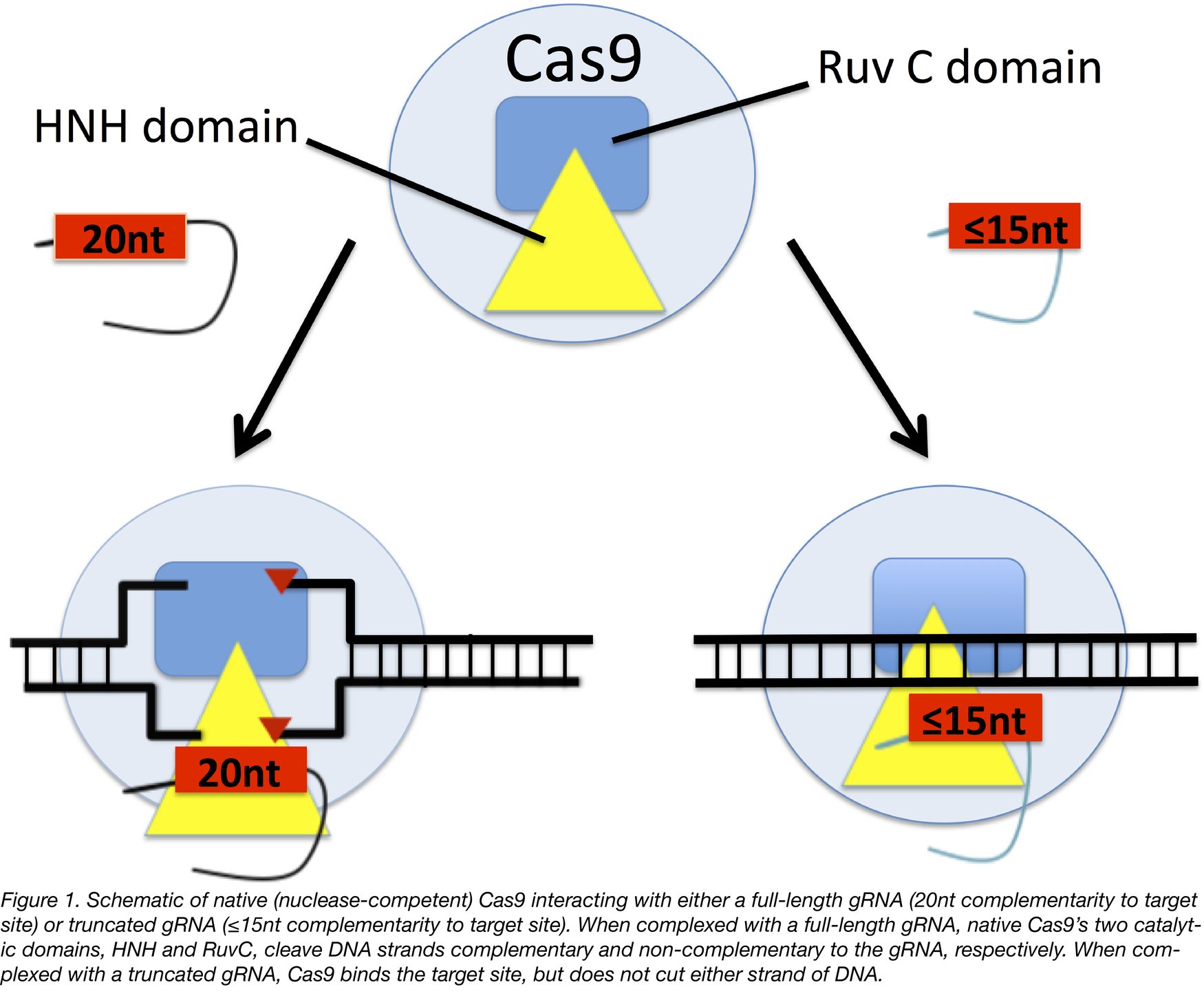 Truncated gRNAs for Regulating Gene Expression
