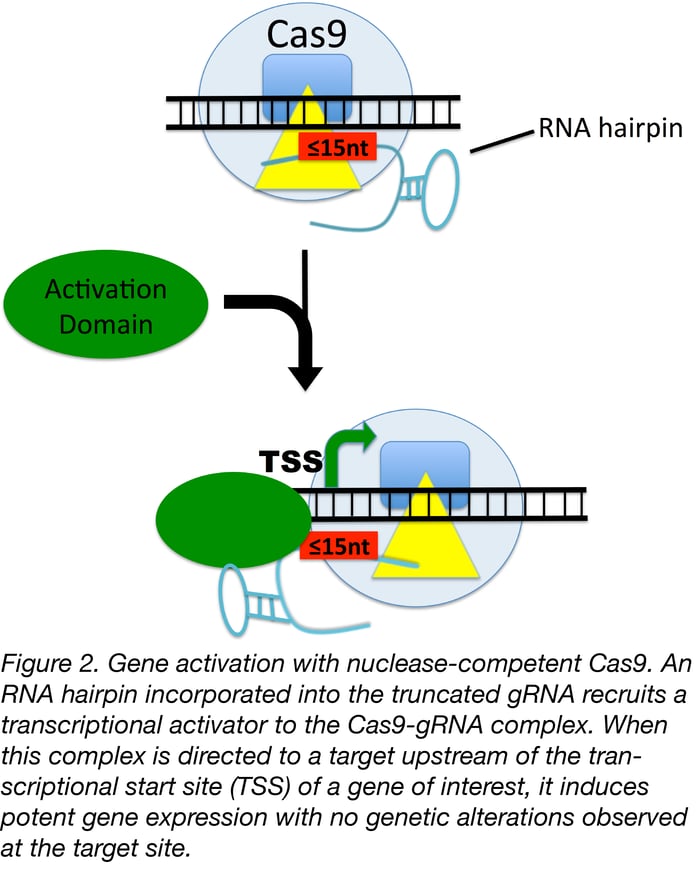 Truncated gRNAs for Regulating Gene Expression