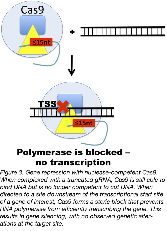 Truncated gRNAs for Regulating Gene Expression