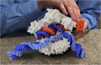 3D Printing Meets CRISPR Cas9