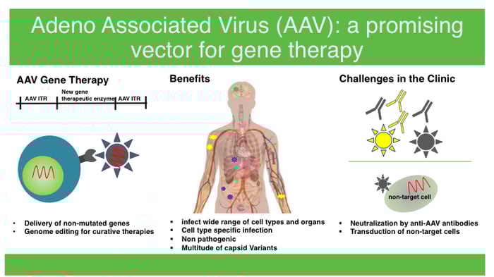 Adeno Associated Virus (AAV) for Cell and Gene Therapy
