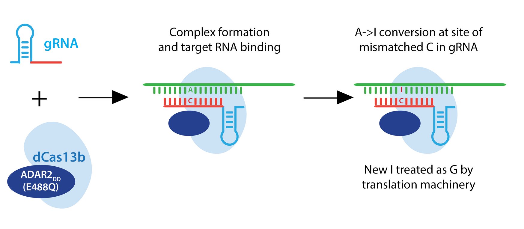CRISPR 101: RNA Editing with Cas13