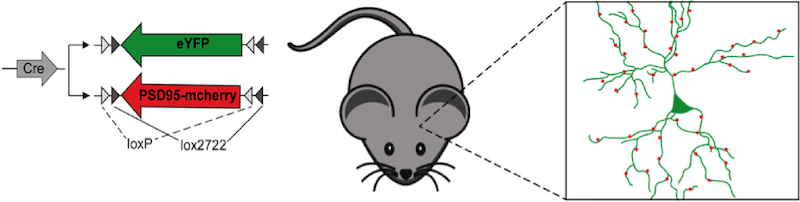 Advanced Uses of Cre-lox and Flp-FRT - A Neuroscientist’s View