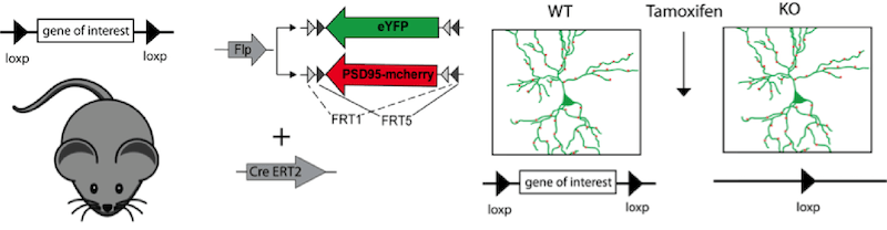Advanced Uses of Cre-lox and Flp-FRT - A Neuroscientist’s View