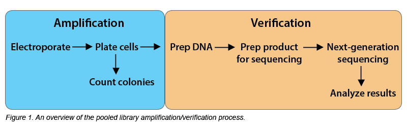 Plasmids 101: NGS Quality Control for Pooled Libraries