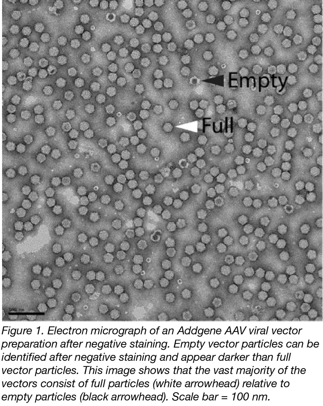 AAV Titers: Where do they come from and what do they mean?