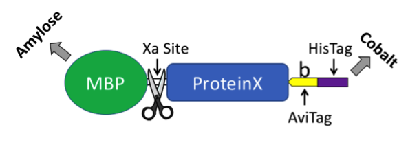 In Vivo Biotinylation of Bacterial Fusion Proteins