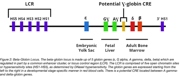 CAPTURE-ing Chromatin Interactions: Using CRISPR-dCas9 to Study Gene ...