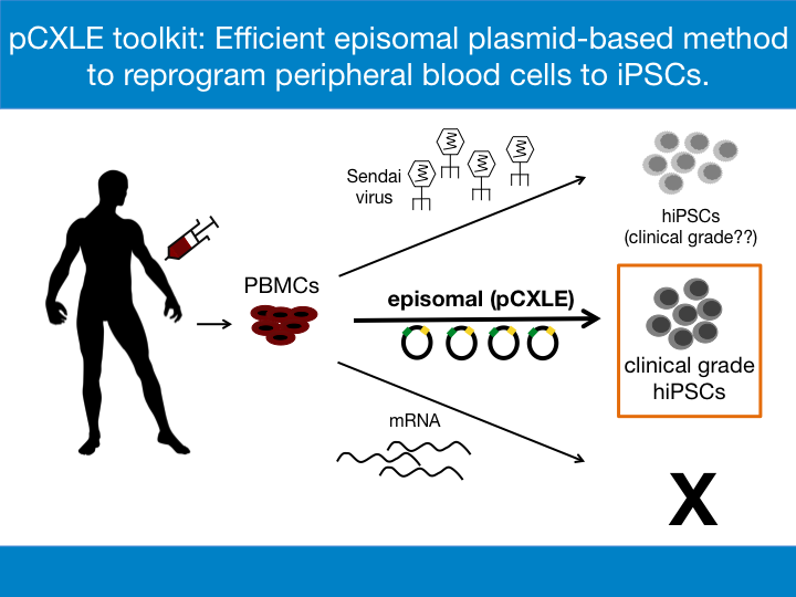 pCXLE toolkit: Efficient episomal plasmid-based method to reprogram ...