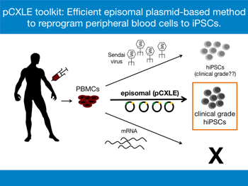pCXLE toolkit: Efficient episomal plasmid-based method to reprogram ...