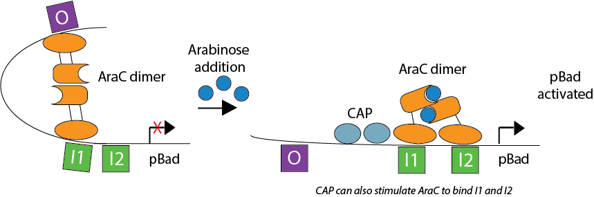 Plasmids 101: Inducible Promoters