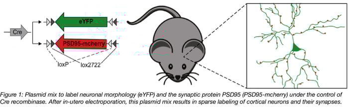 Advanced Uses of Cre-lox and Flp-FRT - A Neuroscientist’s View