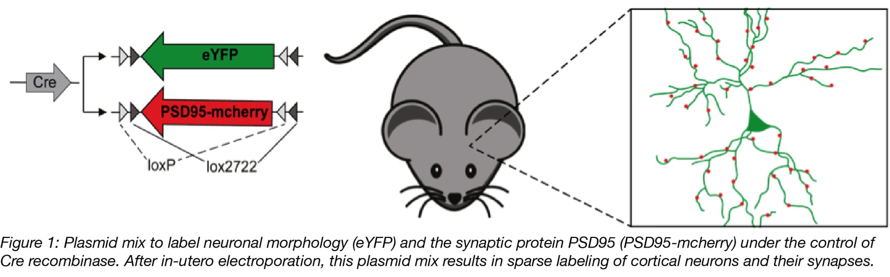 Advanced Uses of Cre-lox and Flp-FRT - A Neuroscientist’s View