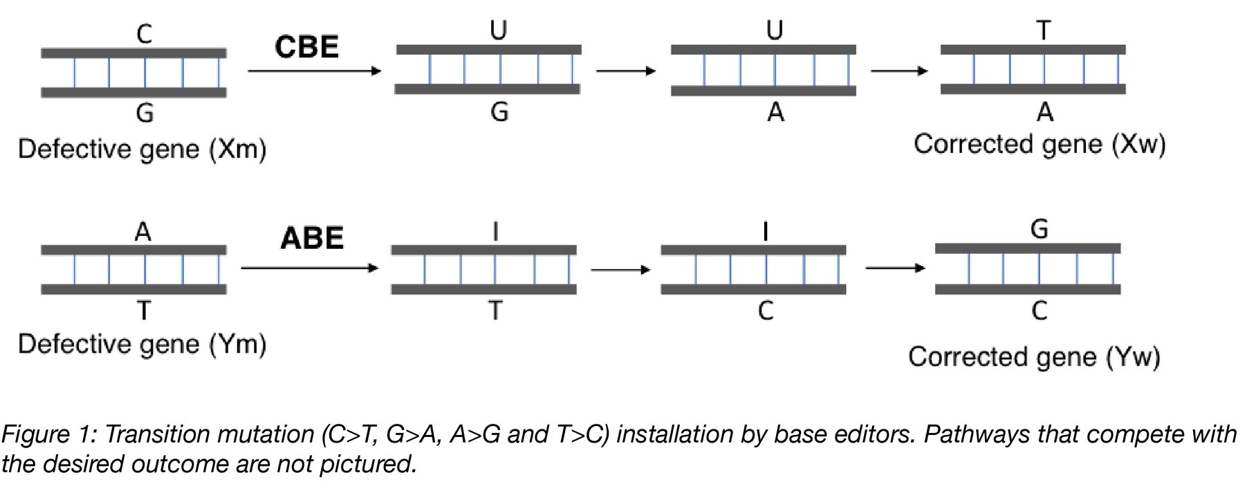 CRISPR-mediated Plant Base Editors