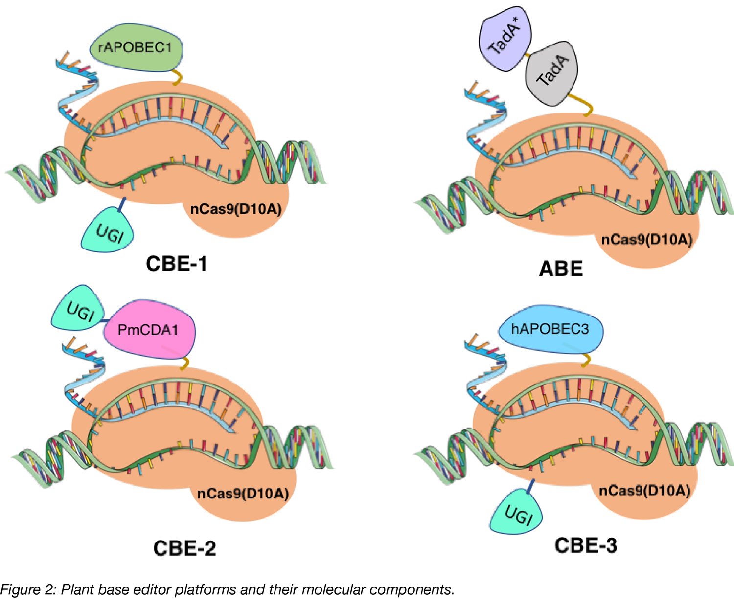 CRISPR-mediated Plant Base Editors