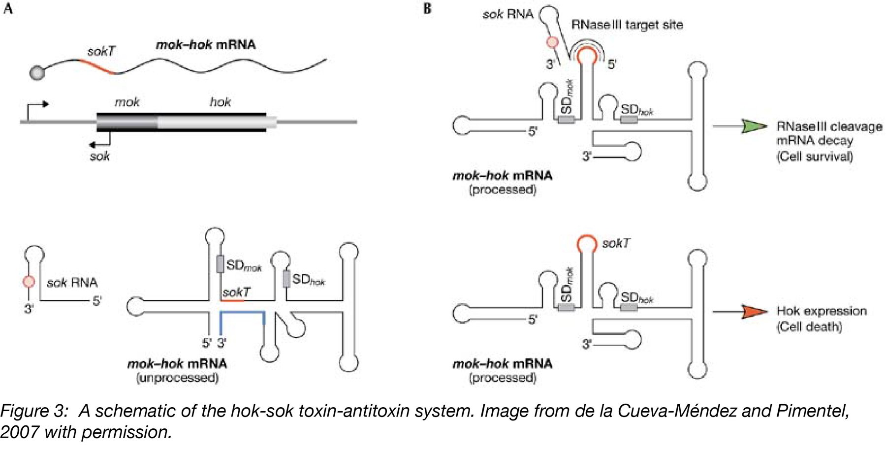 Bacterial Toxin-antitoxin Systems as Molecular Biology Tools